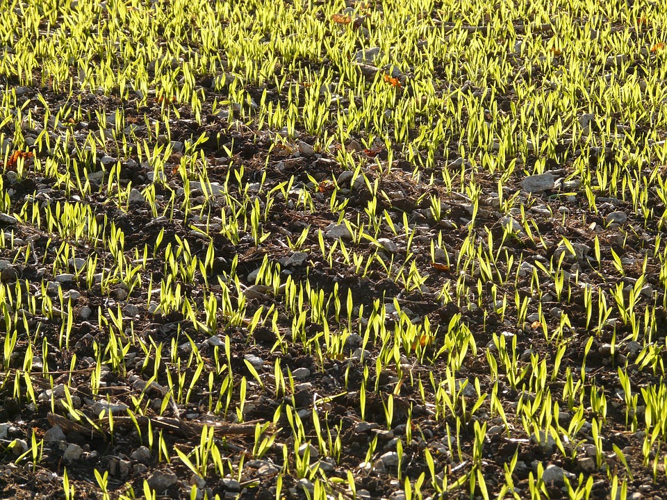 Winter Barley Seed - Free photo on Pixabay - Pixabay