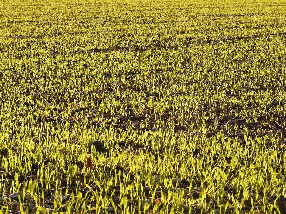 Winter Barley Seed - Free photo on Pixabay
