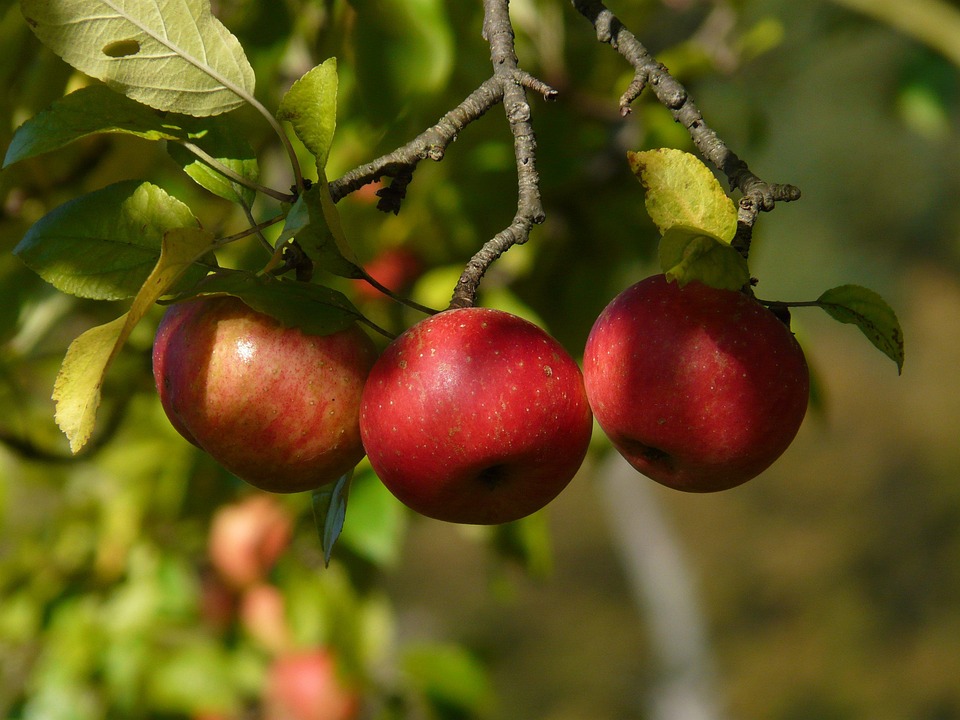 Apple Red Fruit - Free photo on Pixabay