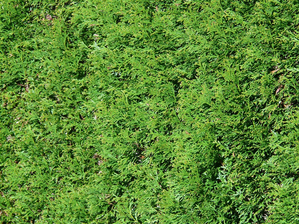 Thuja Hedge Tree Of Life - Free photo on Pixabay