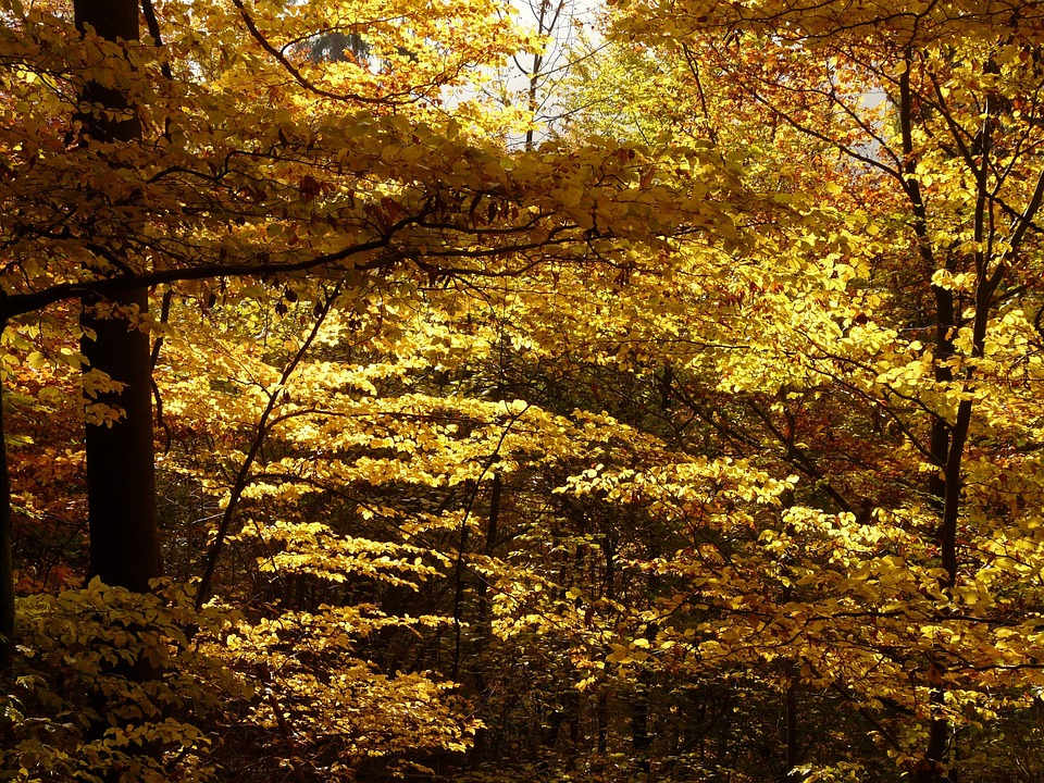 Rotbuche Fagus Sylvatica Buche - Kostenloses Foto auf Pixabay
