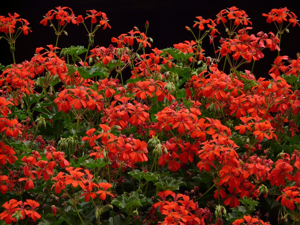 Geraniums Red Flora - Free photo on Pixabay