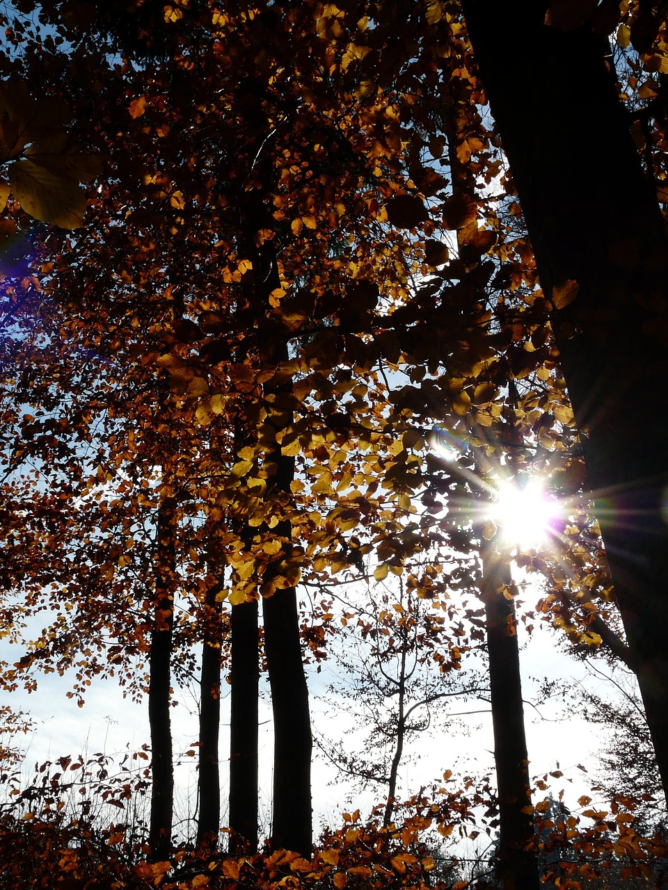 Bosque De Hayas Haya Europea - Foto gratis en Pixabay - Pixabay