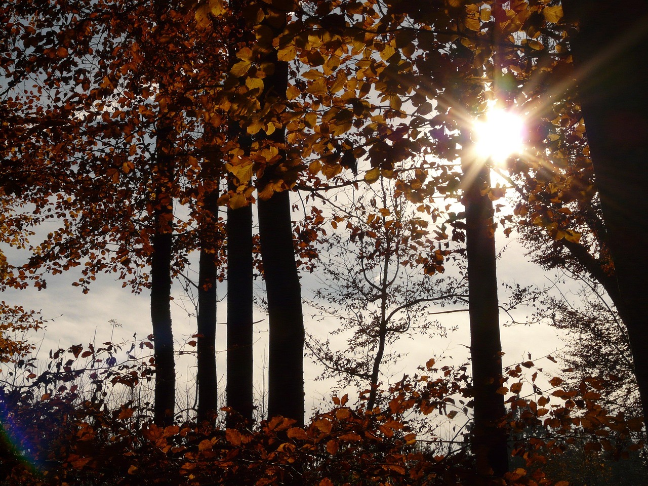 Beech Forest European - Free photo on Pixabay - Pixabay