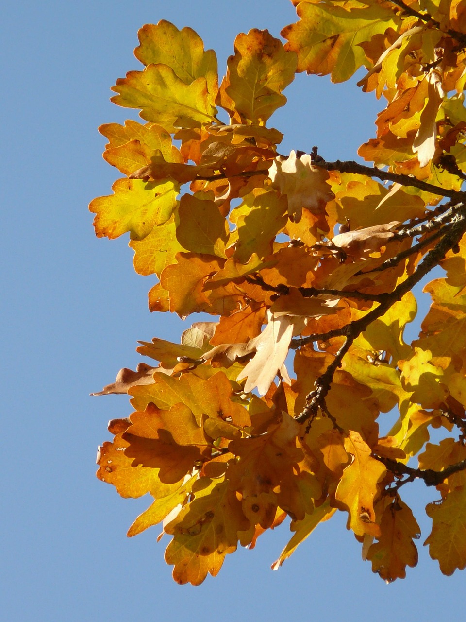 Dubové Listy Dub Quercus Přisedlý - Fotografie zdarma na Pixabay - Pixabay