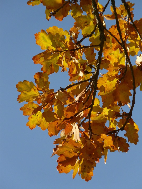 Daun Oak Ek Pertanyaan Pohon - Foto gratis di Pixabay - Pixabay