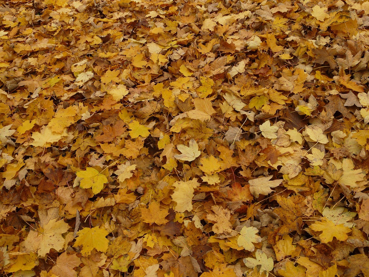Leaves Autumn Maple - Free photo on Pixabay - Pixabay