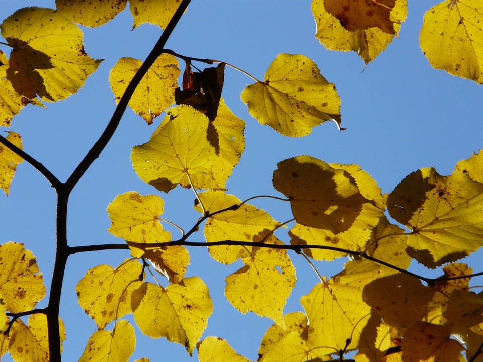 Feuilles De Tilleul Tilia - Photo gratuite sur Pixabay - Pixabay