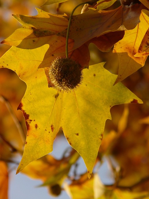 Leaves Maple-Leaved Plane Tree - Free photo on Pixabay - Pixabay
