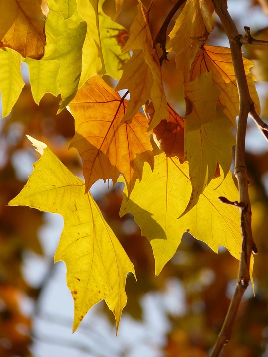 Leaves Maple-Leaved Plane Tree - Free photo on Pixabay
