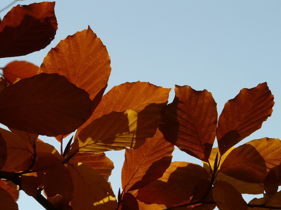 Kostenloses Foto: Buche, Rotbuche, Fagus Sylvatica - Kostenloses Bild ...