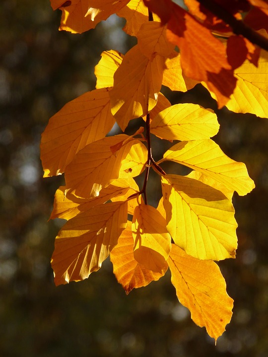 Buche Rotbuche Fagus Sylvatica - Kostenloses Foto auf Pixabay