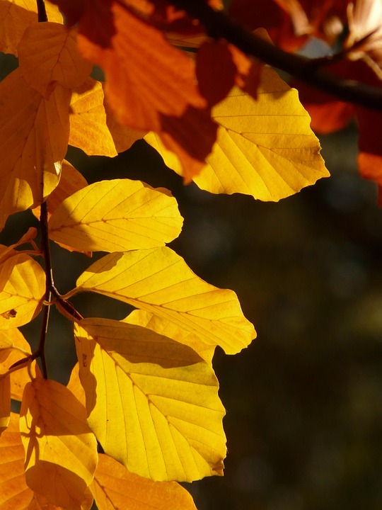 Buche Rotbuche Fagus Sylvatica · Kostenloses Foto auf Pixabay