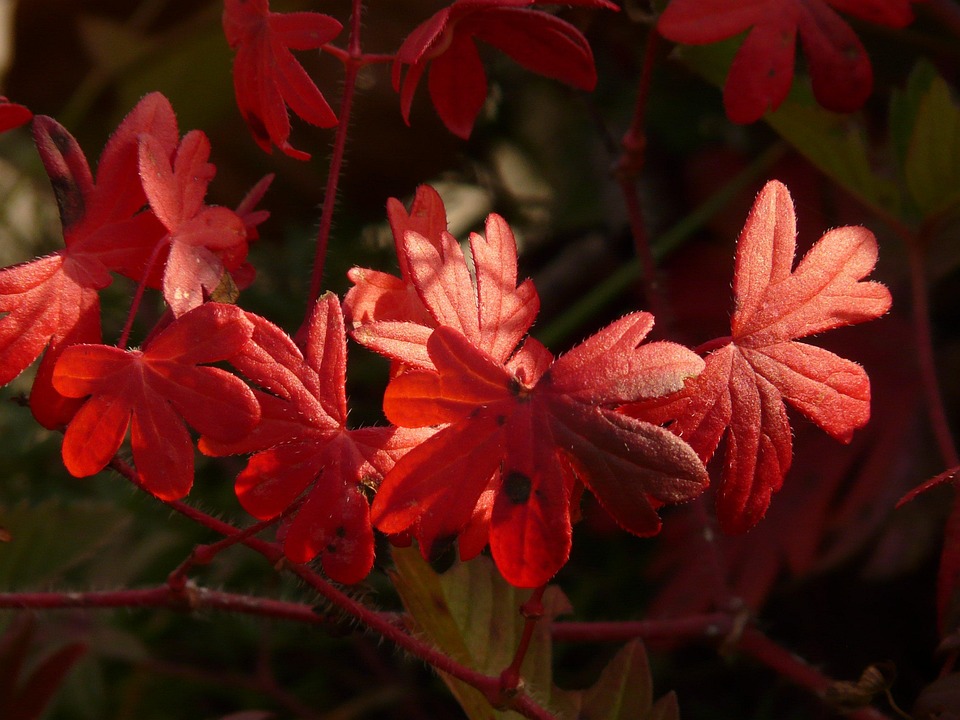 Blood-Red Cranesbill Red Coloring - Free photo on Pixabay