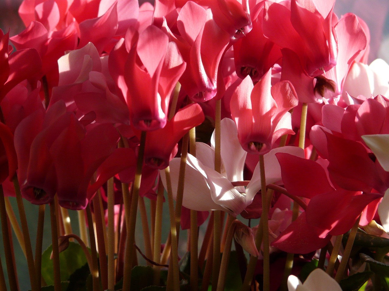 Cyclamen Fleur Rose - Photo gratuite sur Pixabay - Pixabay