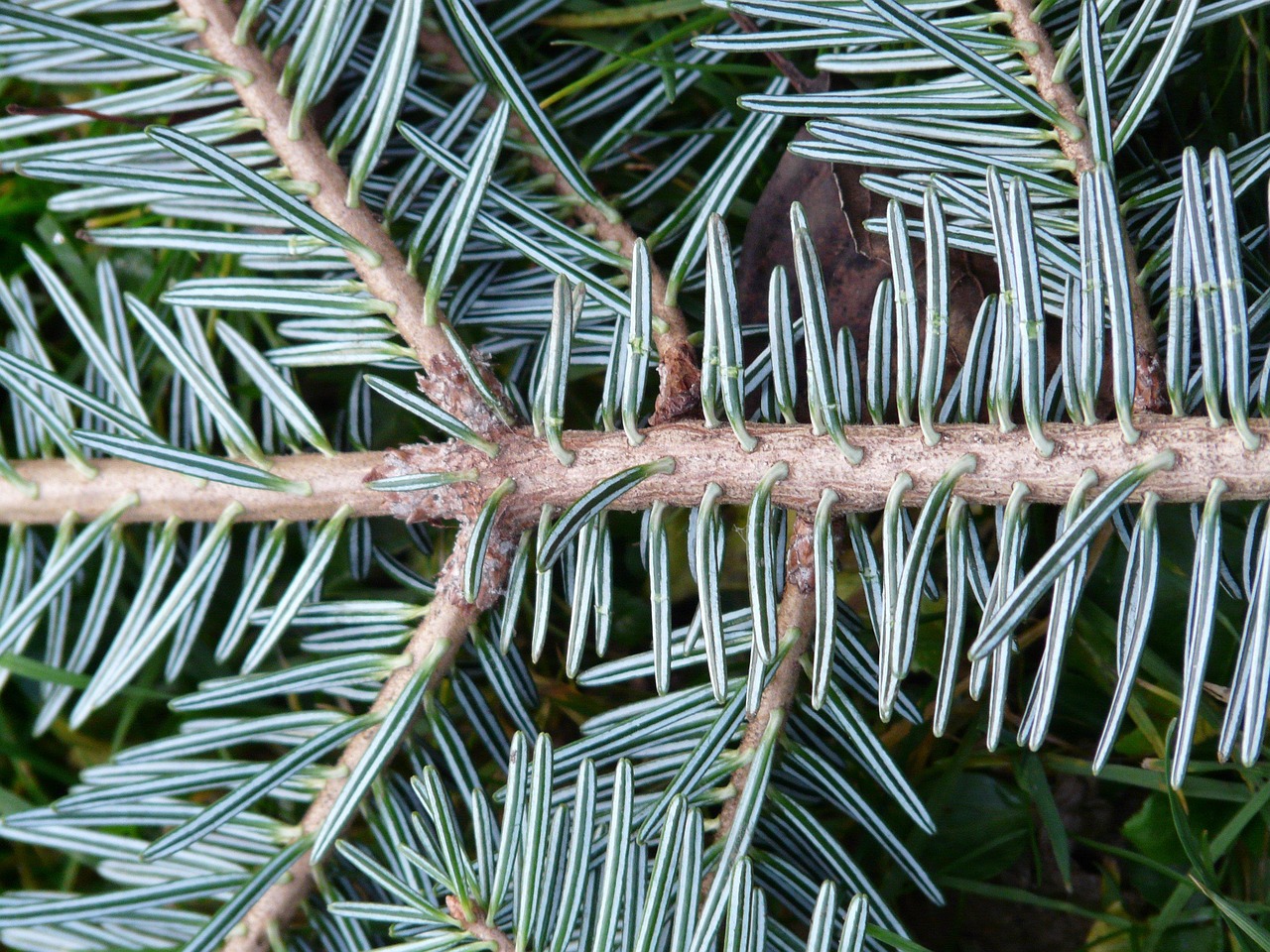 Fir Branch Pine Needles Tree - Free photo on Pixabay - Pixabay
