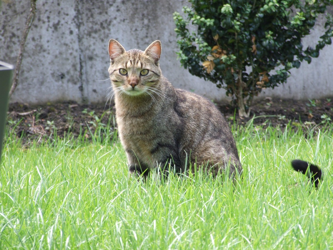 Cat Mackerel - Free photo on Pixabay - Pixabay