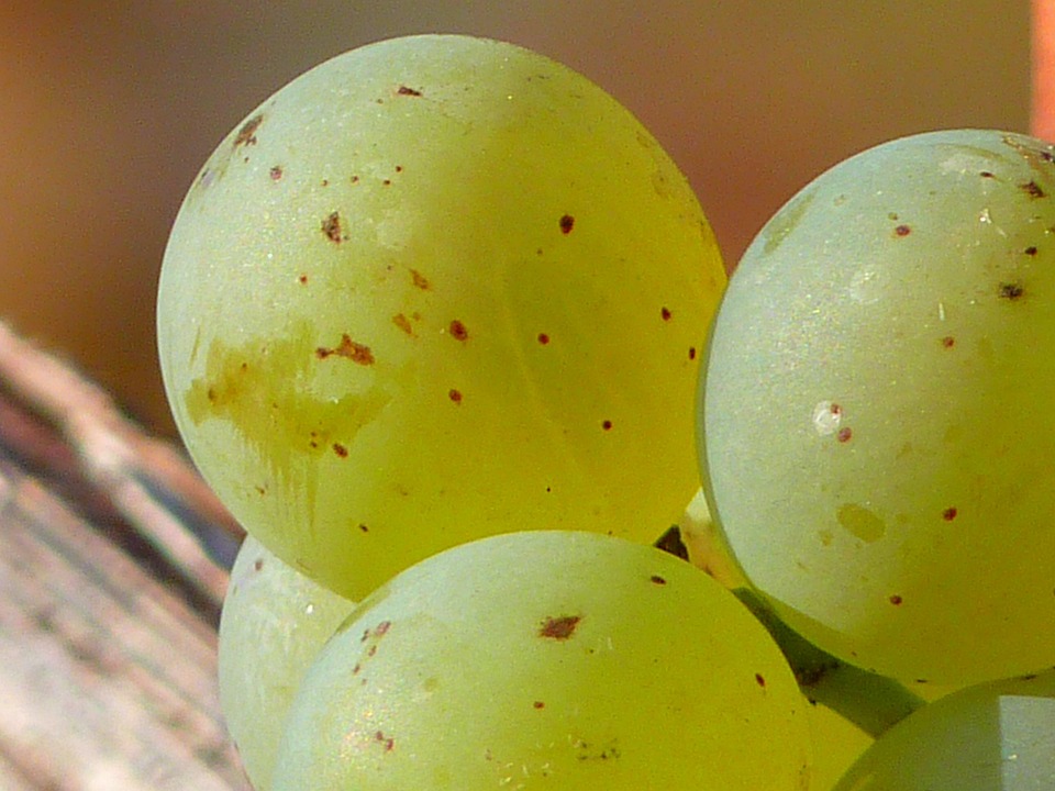 Traube Weintrauben Obst - Kostenloses Foto auf Pixabay