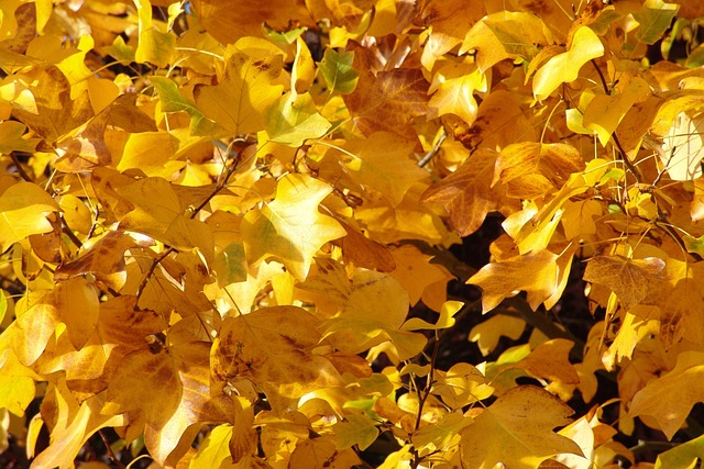 Fall Autumn Leaves October - Free photo on Pixabay