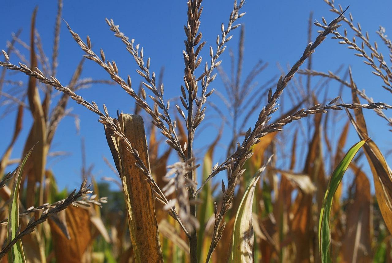 8,000+ Free Corn Stalks & Corn Images - Pixabay