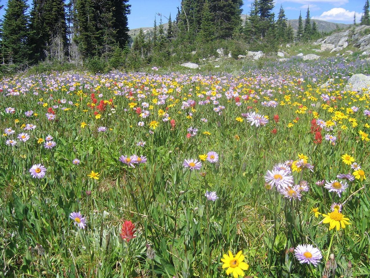 Wildblumen Berg Trophäe - Kostenloses Foto auf Pixabay - Pixabay