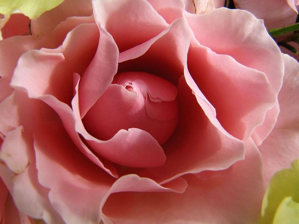 Rose Fleur Flore - Photo gratuite sur Pixabay - Pixabay