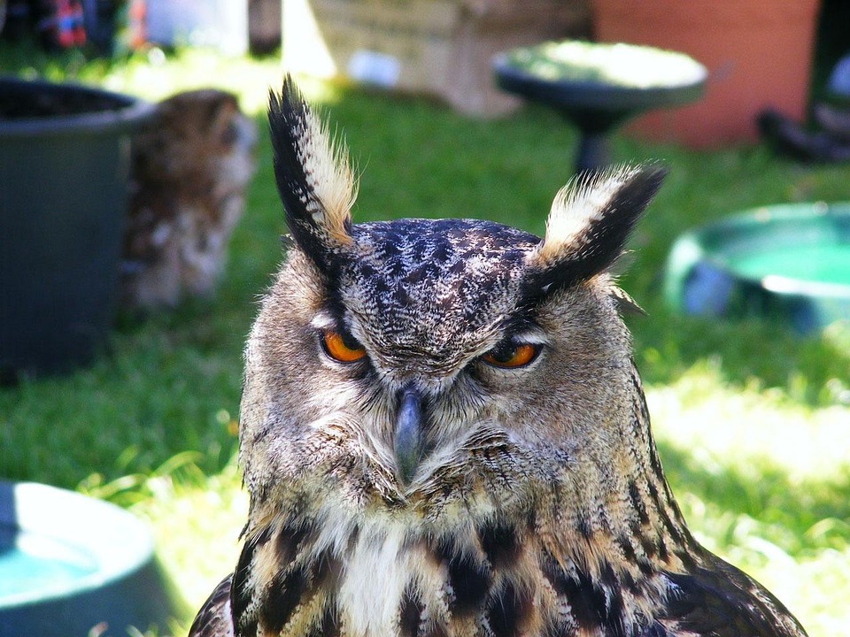 Owl Bird Nocturnal - Free photo on Pixabay - Pixabay