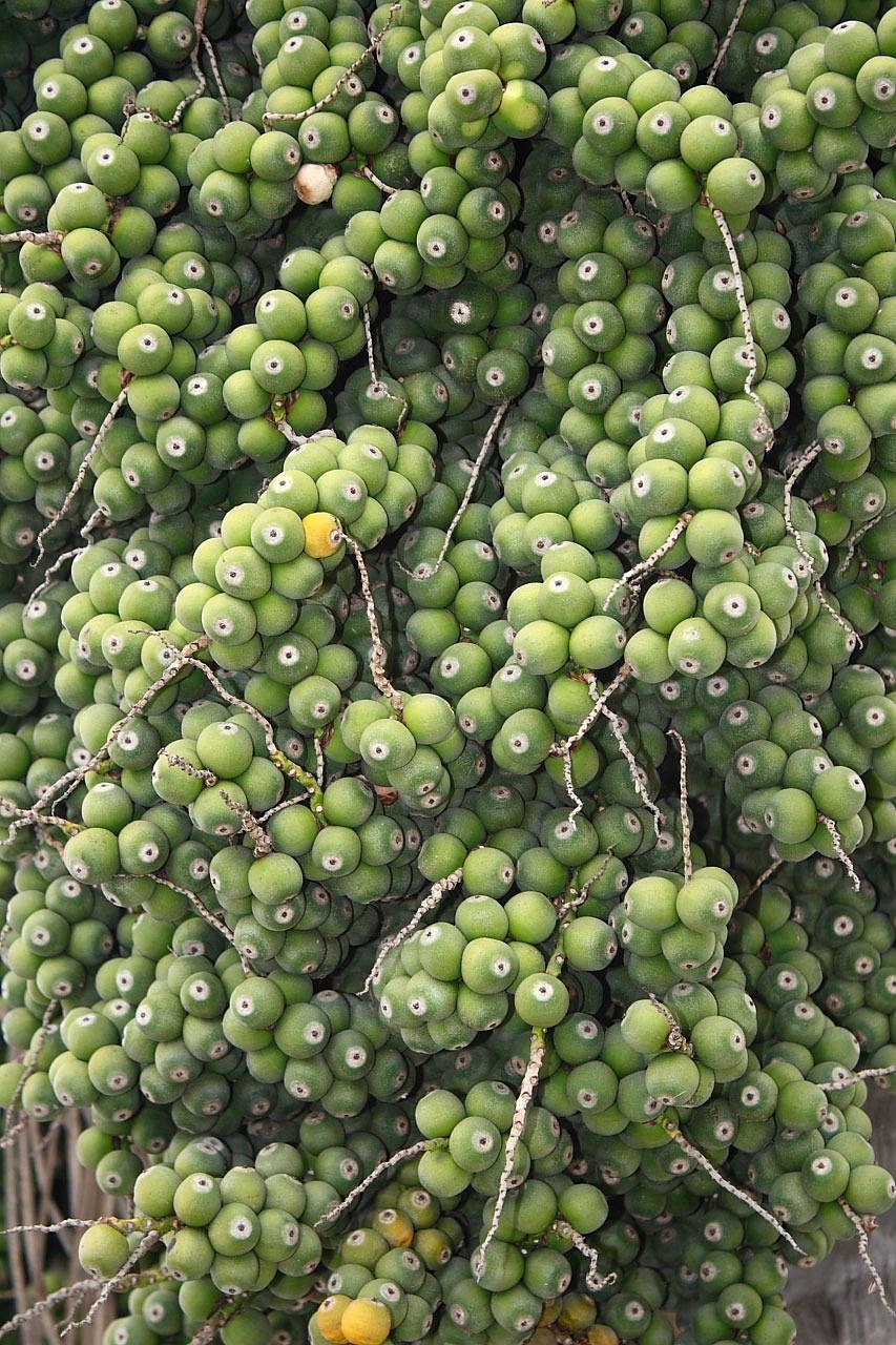 100+ Free Dates Fruit & Date Palm Images - Pixabay