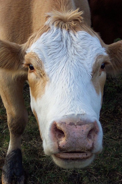 Cow Face Lips - Free photo on Pixabay