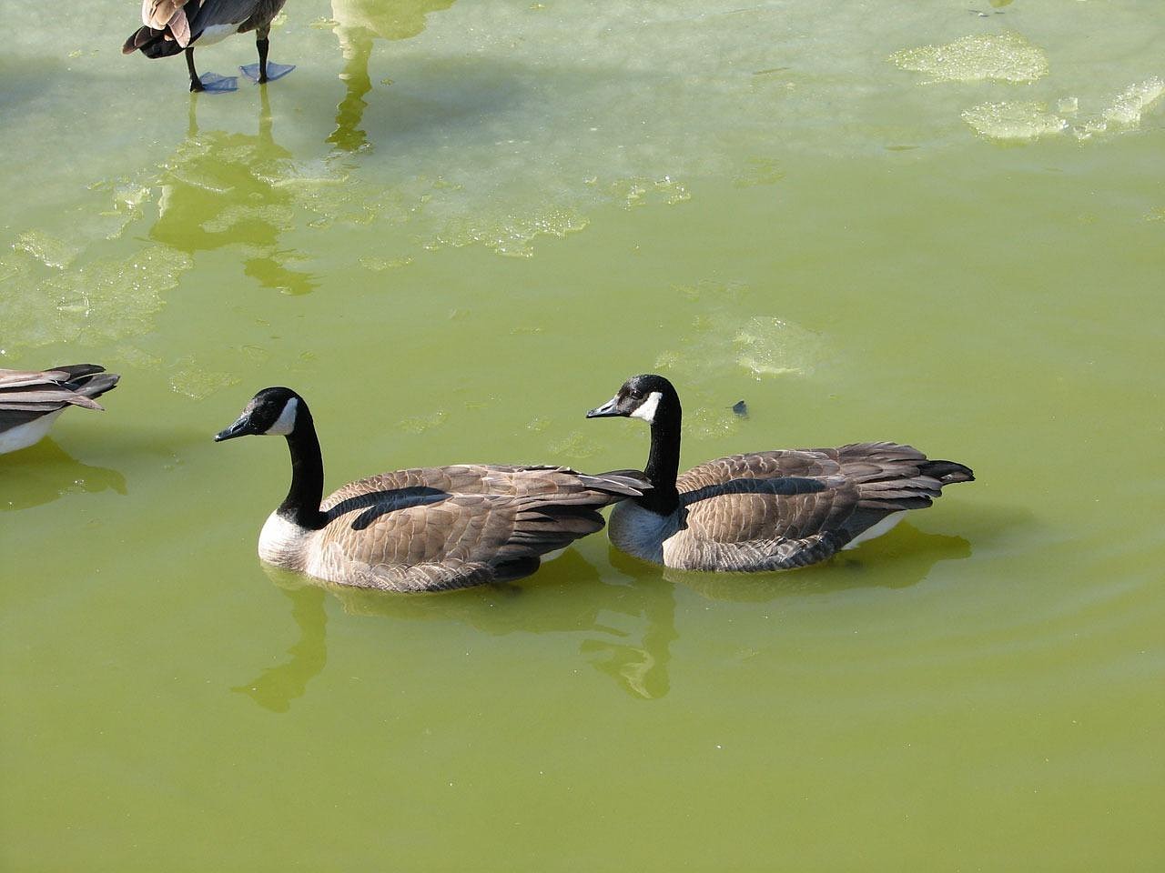 Geese Mate Pond - Free photo on Pixabay - Pixabay