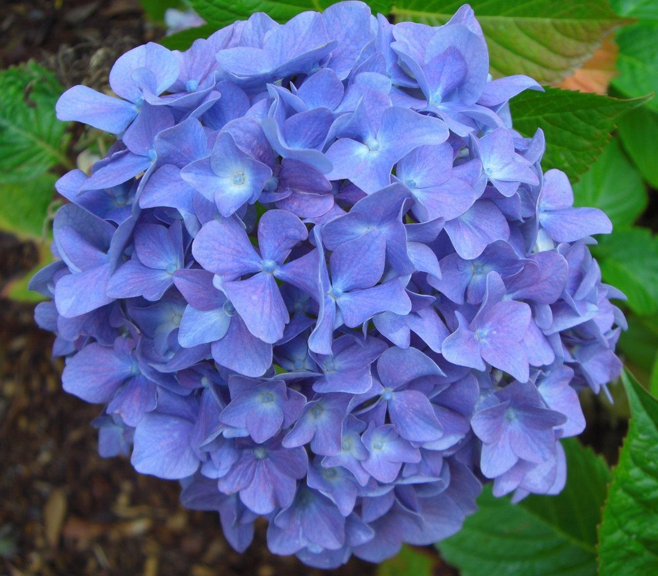 Hydrangea Blue Purple - Free photo on Pixabay