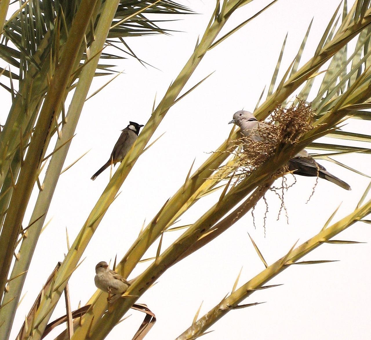 Tree Date Palm Branch - Free photo on Pixabay - Pixabay