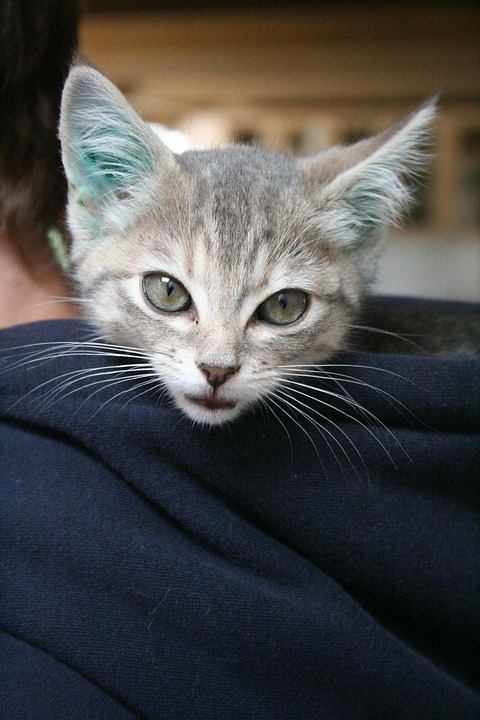 Kitten Cat Kitty - Free photo on Pixabay - Pixabay
