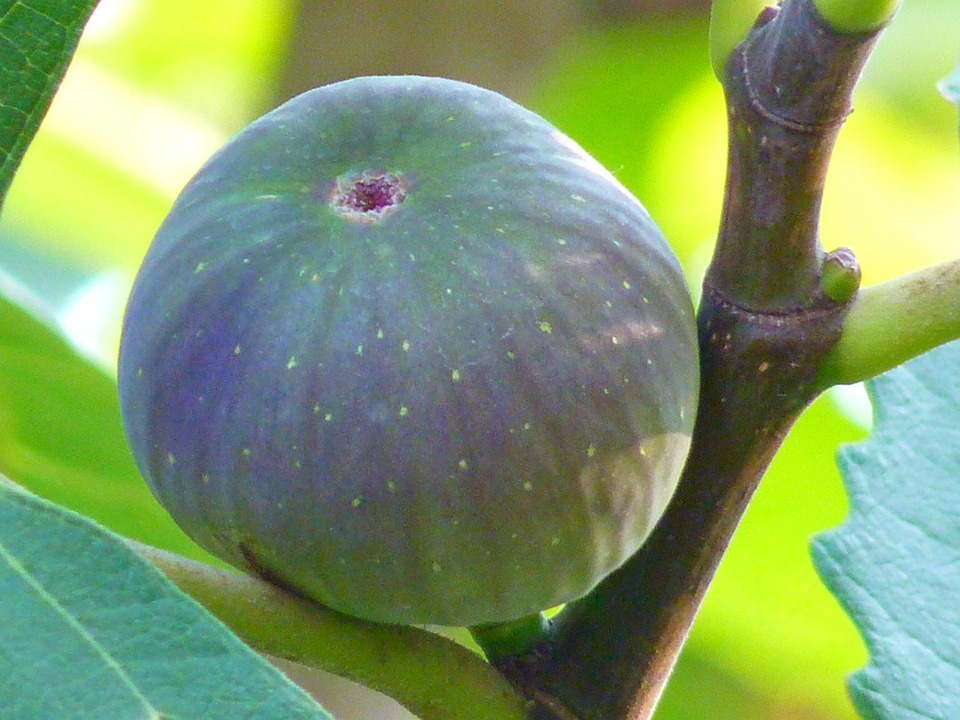 Kostenloses Foto: Feige, Feigenfrucht, Echte, Ficus - Kostenloses Bild ...