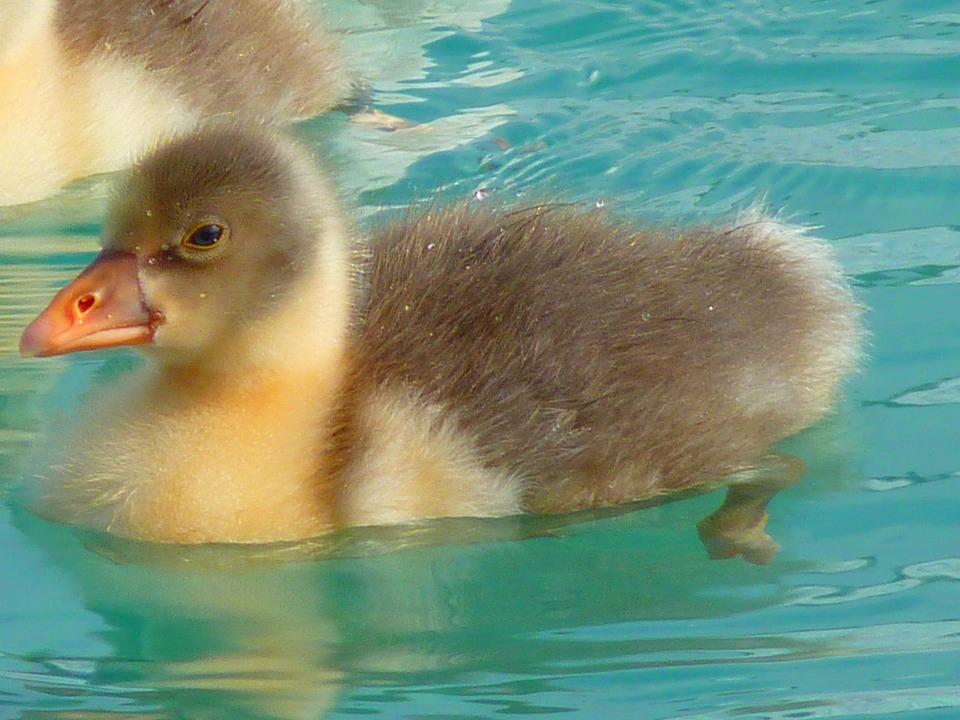 Goose Chick Chicks - Free photo on Pixabay - Pixabay