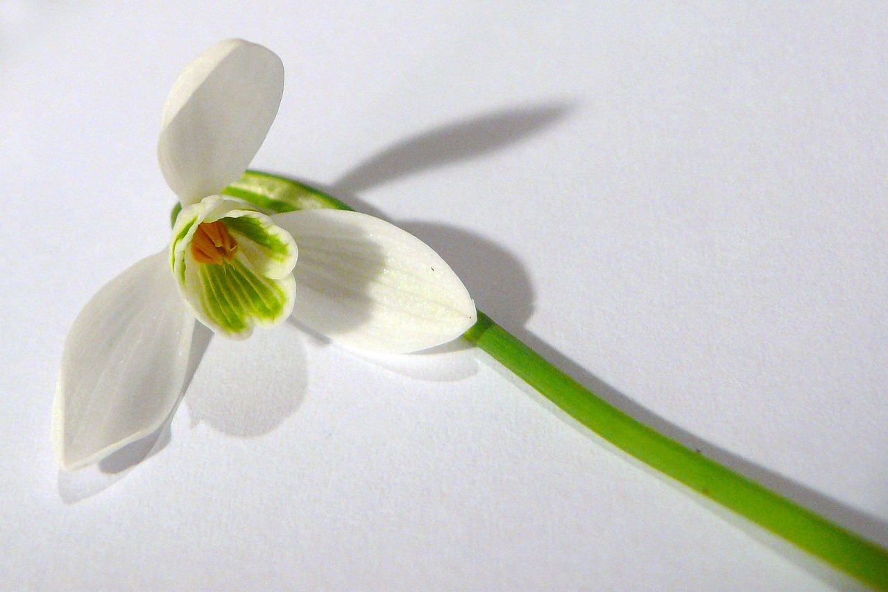Snowdrop Spring Season - Free photo on Pixabay - Pixabay