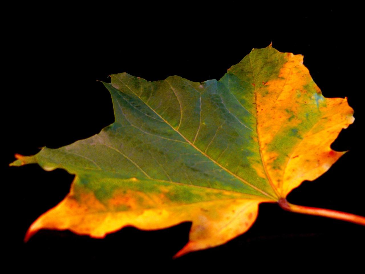 Folha Flora Árvore - Foto gratuita no Pixabay - Pixabay