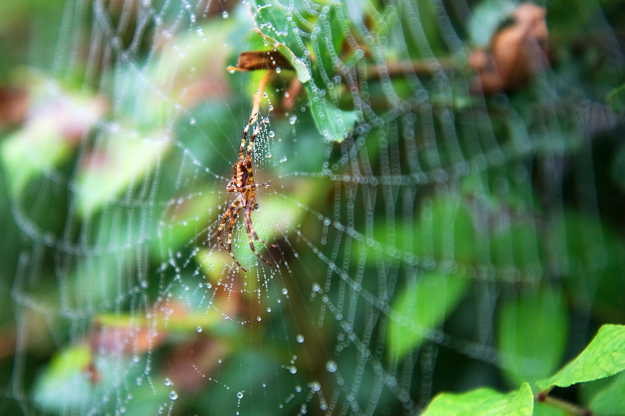 Spinnenweb Spin Web - Gratis foto op Pixabay