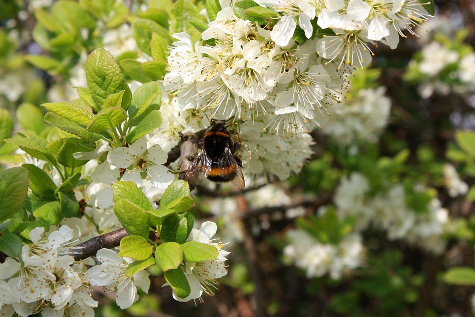 Primavera Florecer Abeja - Foto gratis en Pixabay - Pixabay