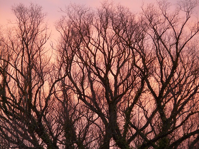 Afterglow Trees Branches - Free photo on Pixabay - Pixabay