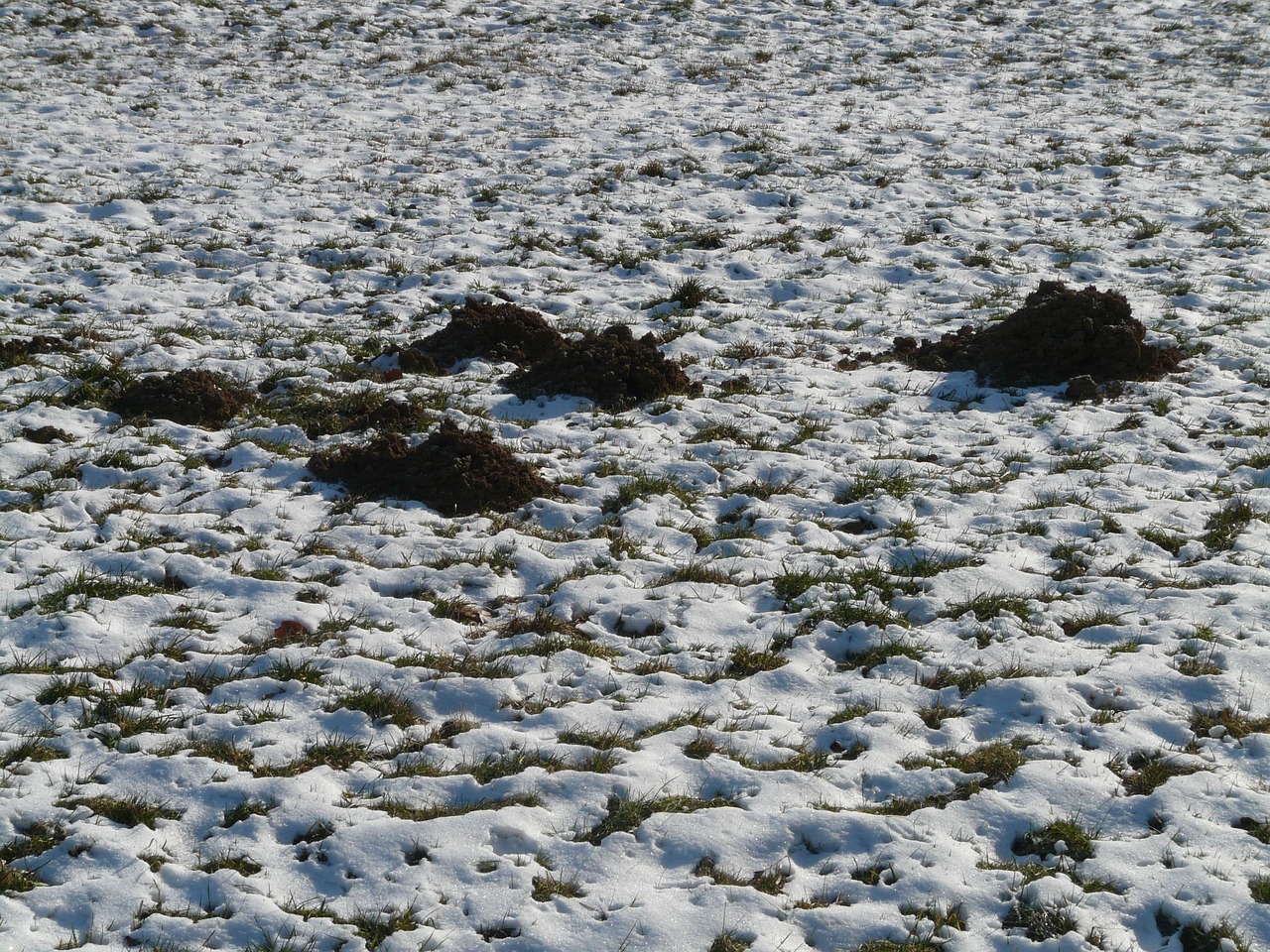 Molehills Mole Earth Pile Of - Free photo on Pixabay - Pixabay