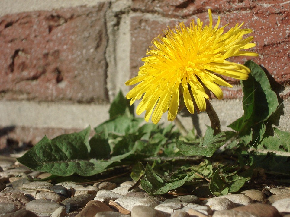 Löwenzahn Blume Wegesrand - Kostenloses Foto auf Pixabay