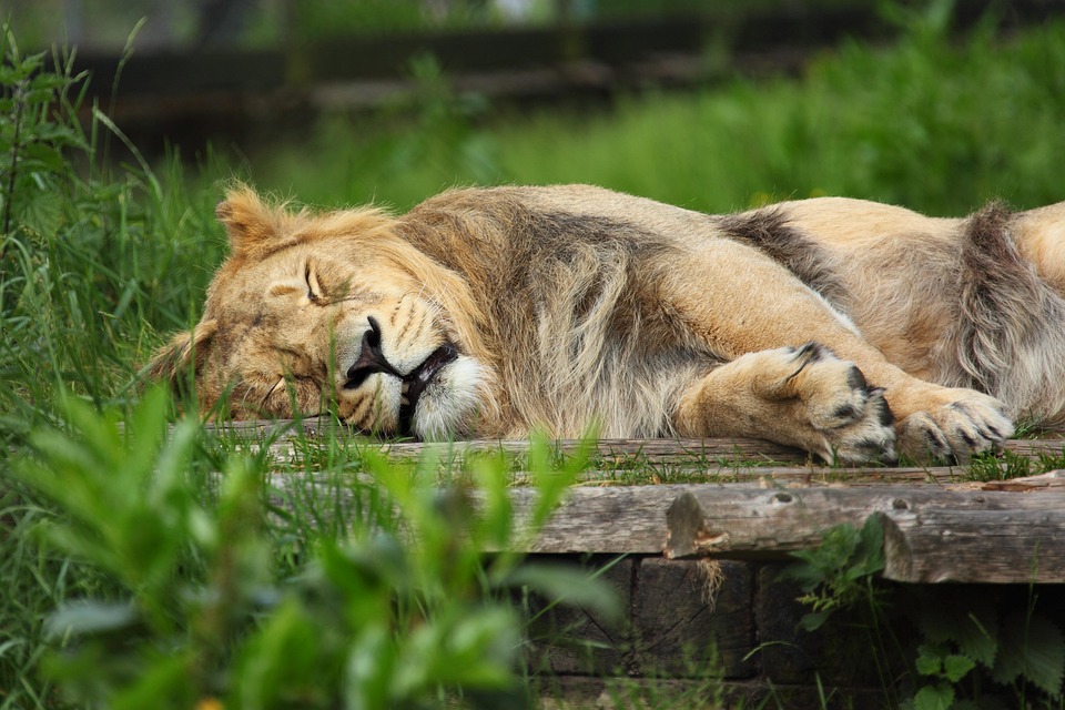 Africa African Animal - Free photo on Pixabay