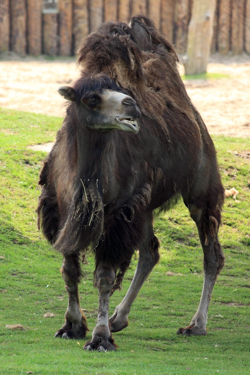 Afrika Ázsia Ázsiai - Ingyenes fotó a Pixabay-en - Pixabay