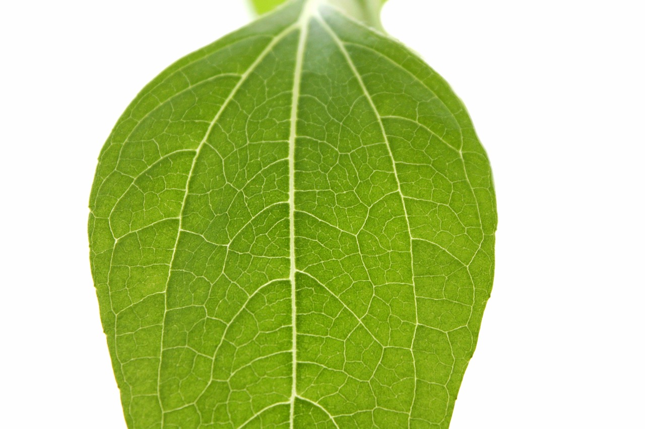 Feuille Nature Plantes - Photo gratuite sur Pixabay - Pixabay