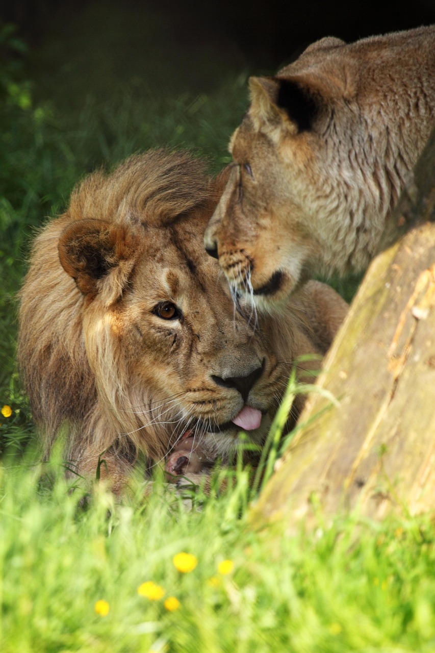 Africa African Animal - Free photo on Pixabay - Pixabay