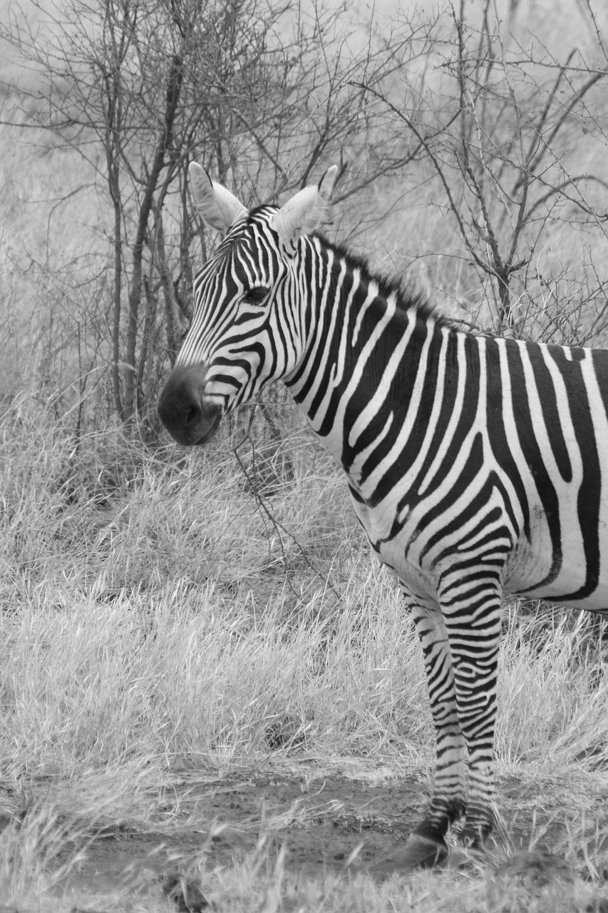 Zebra Tier Familie - Kostenloses Foto auf Pixabay - Pixabay