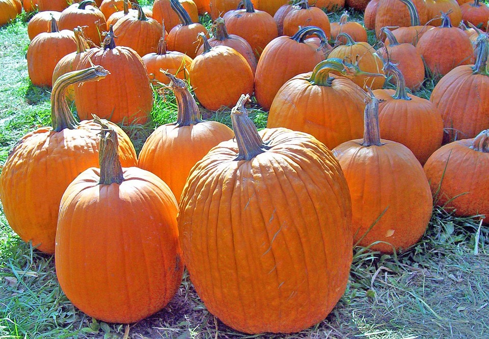 Pumpkins Autumn Fall - Free photo on Pixabay - Pixabay