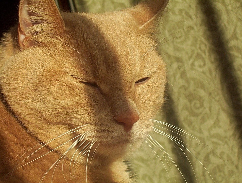 Katt Djur Däggdjur - Gratis foto på Pixabay