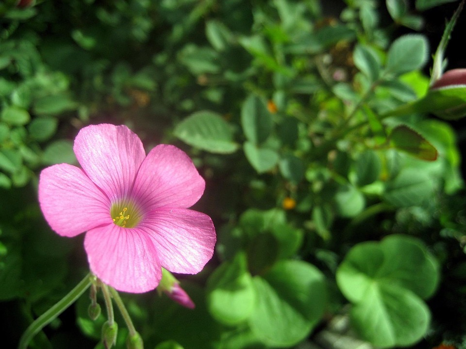 Pink Geranium Burung Bangau - Foto gratis di Pixabay - Pixabay